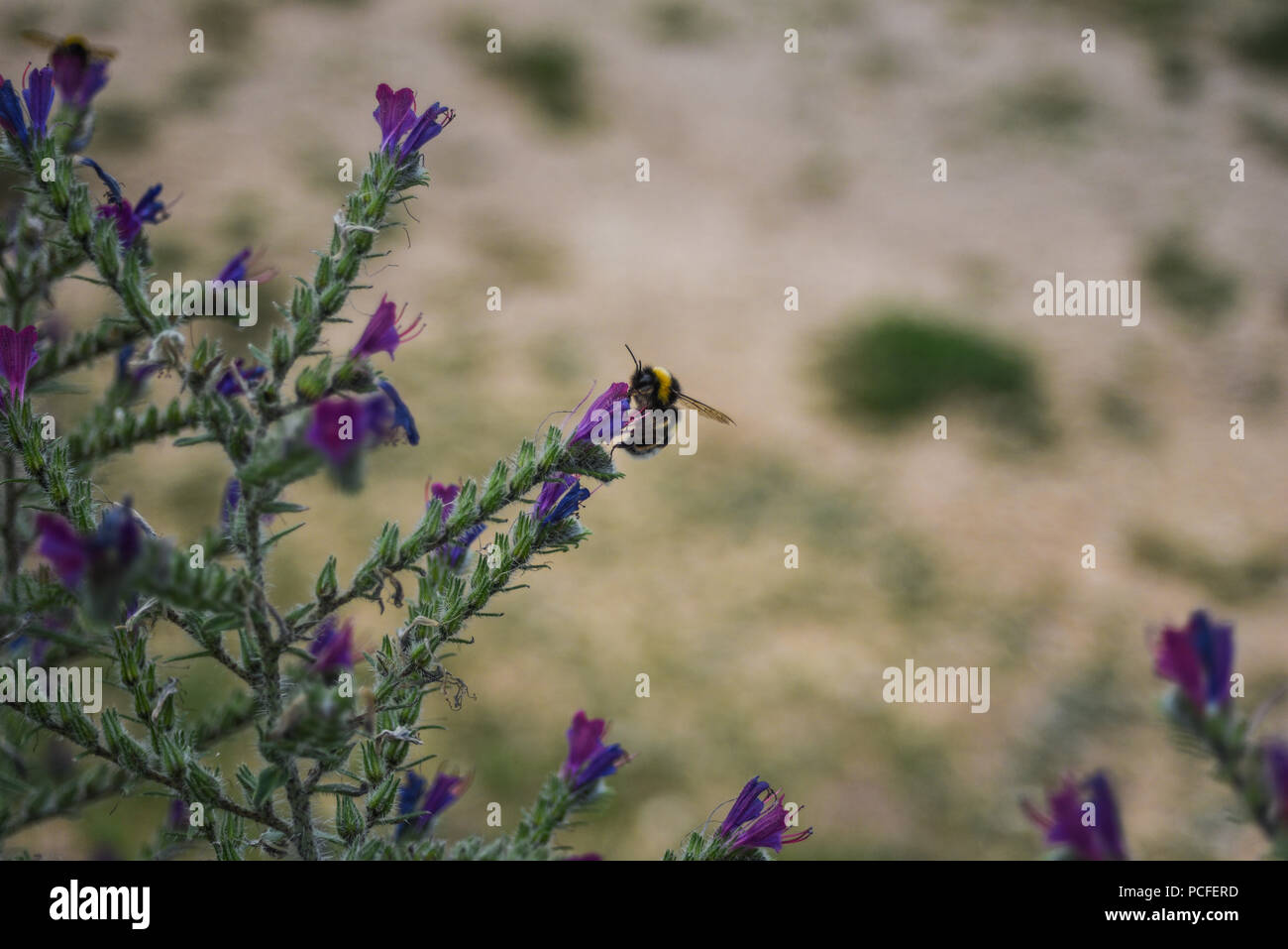 Flying humblebee hi-res stock photography and images - Alamy