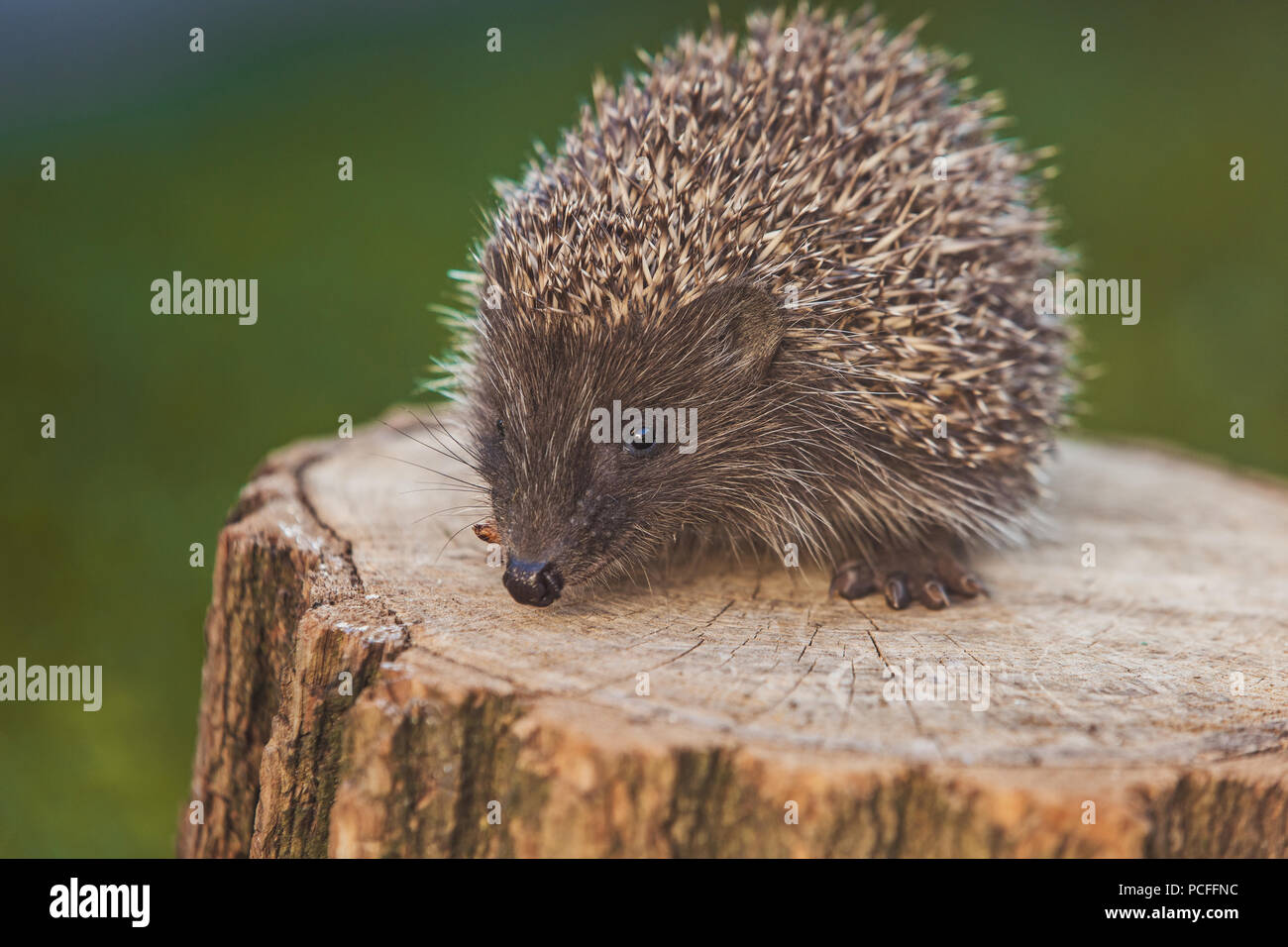 Small hedgehog on log Stock Photo - Alamy