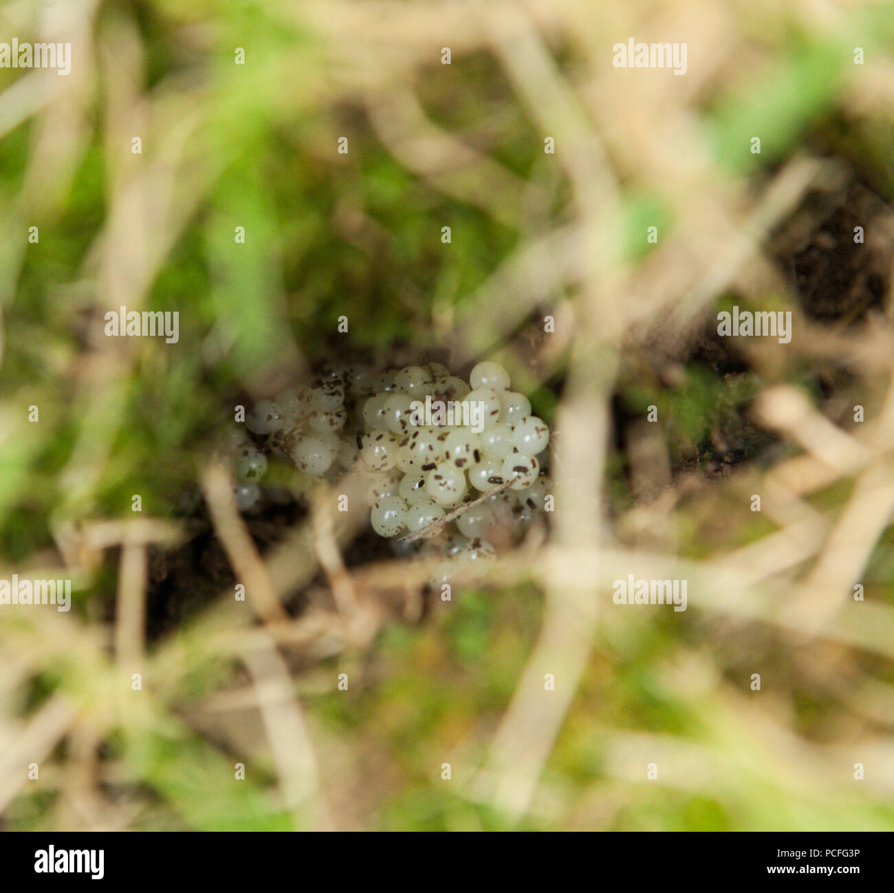 Slug eggs hi-res stock photography and images - Alamy