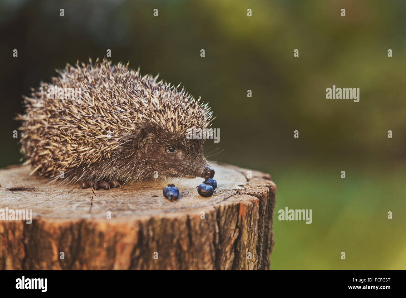 Small hedgehog on log Stock Photo - Alamy