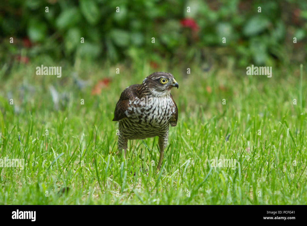 Female Sparrowhawk in Garden Stock Photo - Alamy