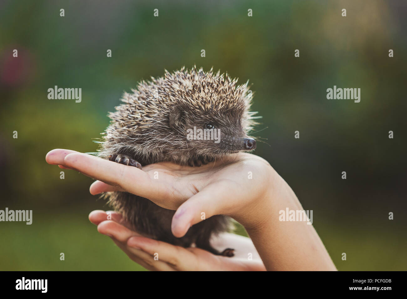 Small hedgehog in hands Stock Photo - Alamy