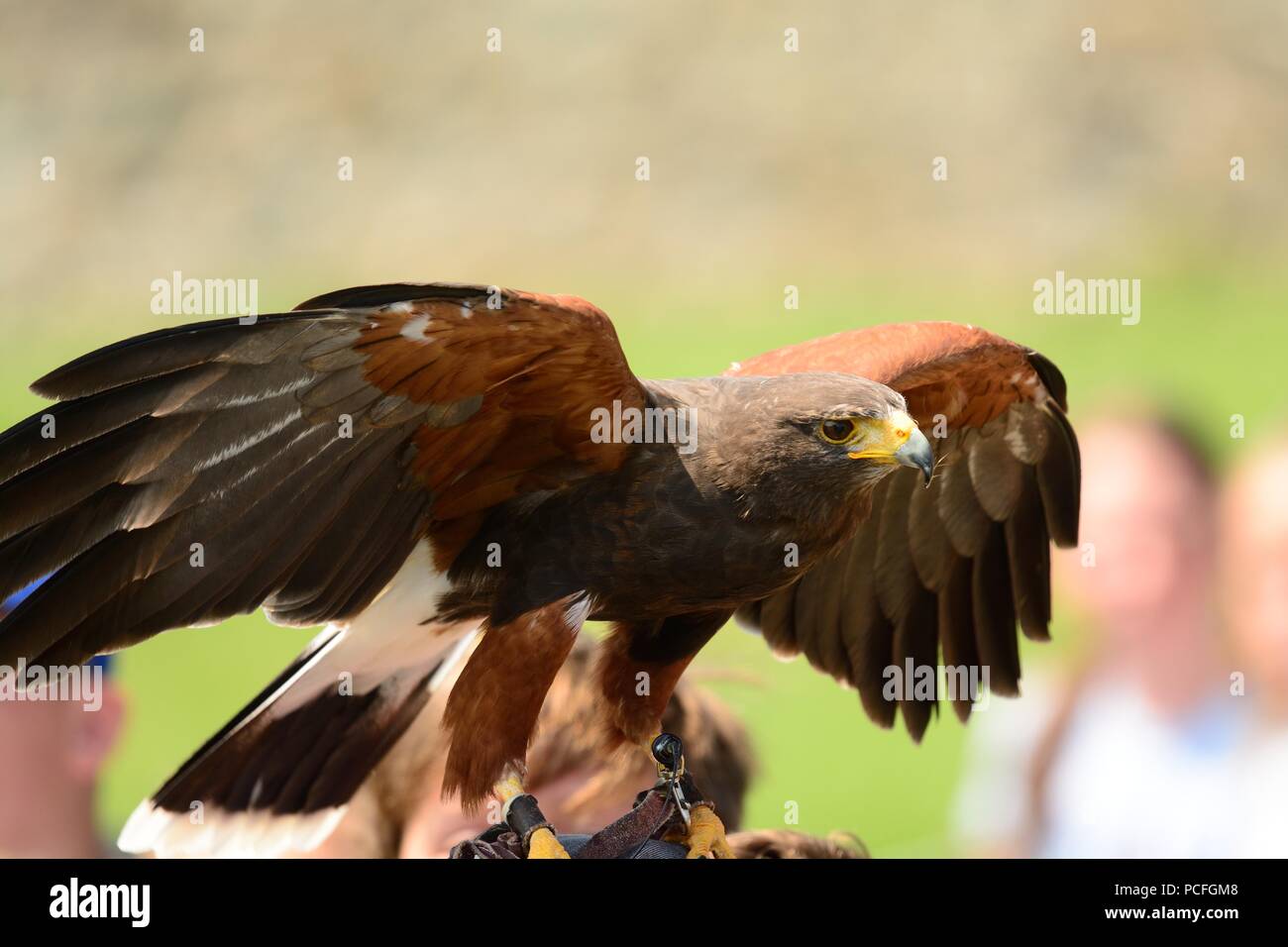 Harris hawk display hi-res stock photography and images - Alamy