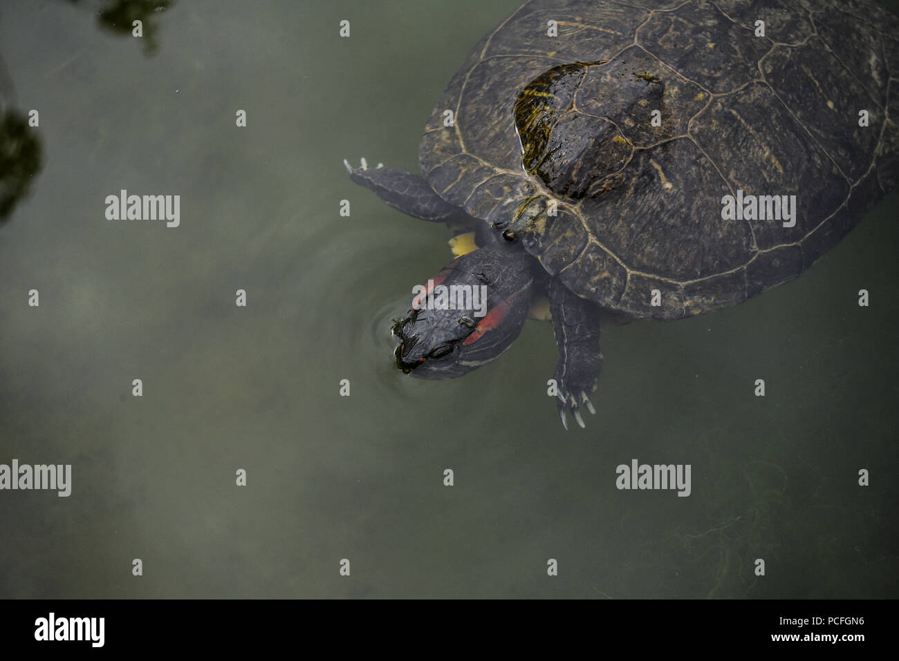 turtles inside a pond Stock Photo - Alamy