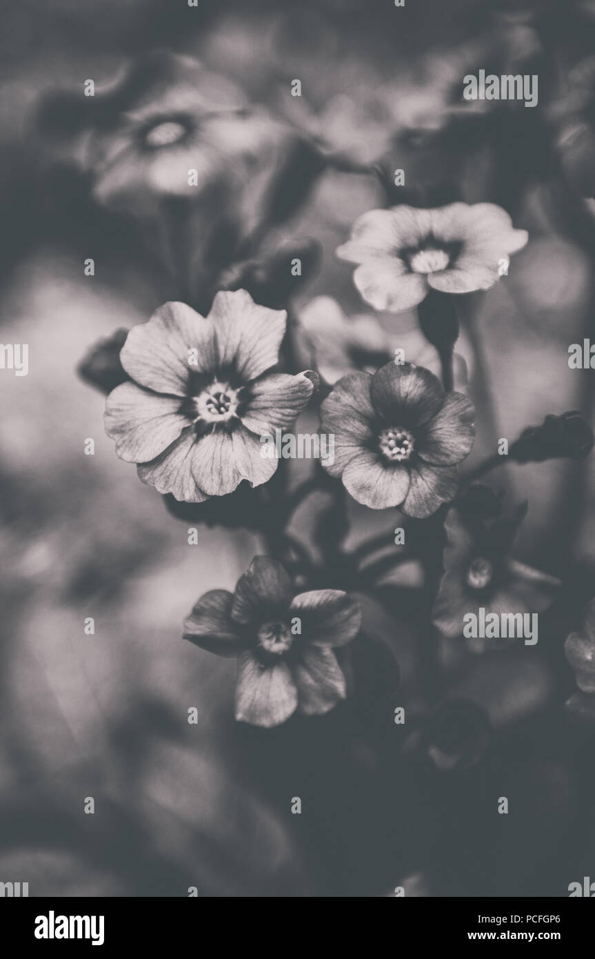 Beautiful Flower art work Stock Photo - Alamy