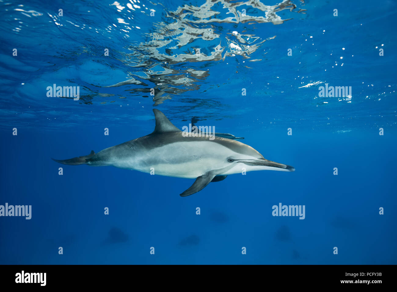 Dwarf spinner dolphin hi-res stock photography and images - Alamy