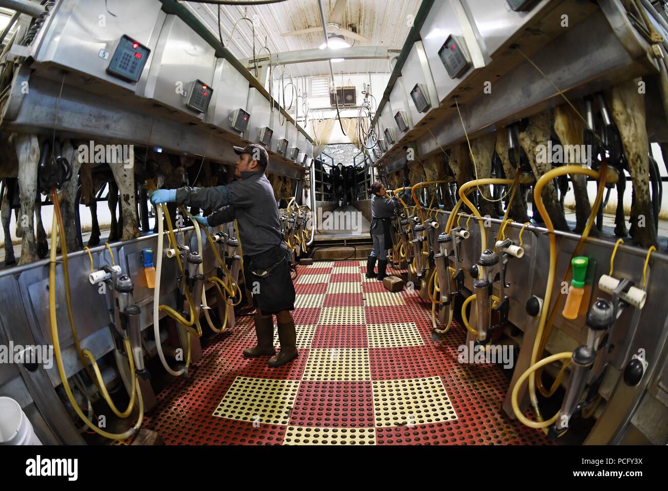 Washington, USA. 24th July, 2018. Famers are milking cows in Neldell ...