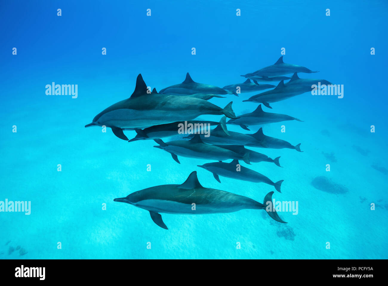 Dwarf spinner dolphin hi-res stock photography and images - Alamy