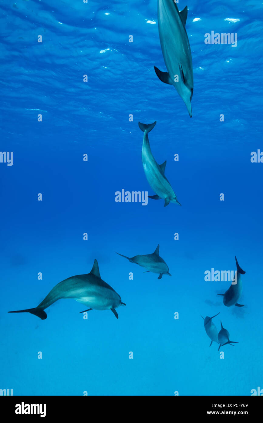 August 2, 2018 - Red Sea, Sataya Reef, Marsa Alam, Egypt, Africa - A ...