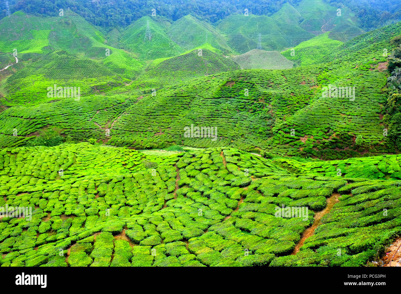 green steep undulating hills of a tea plantation the top of the hills ...