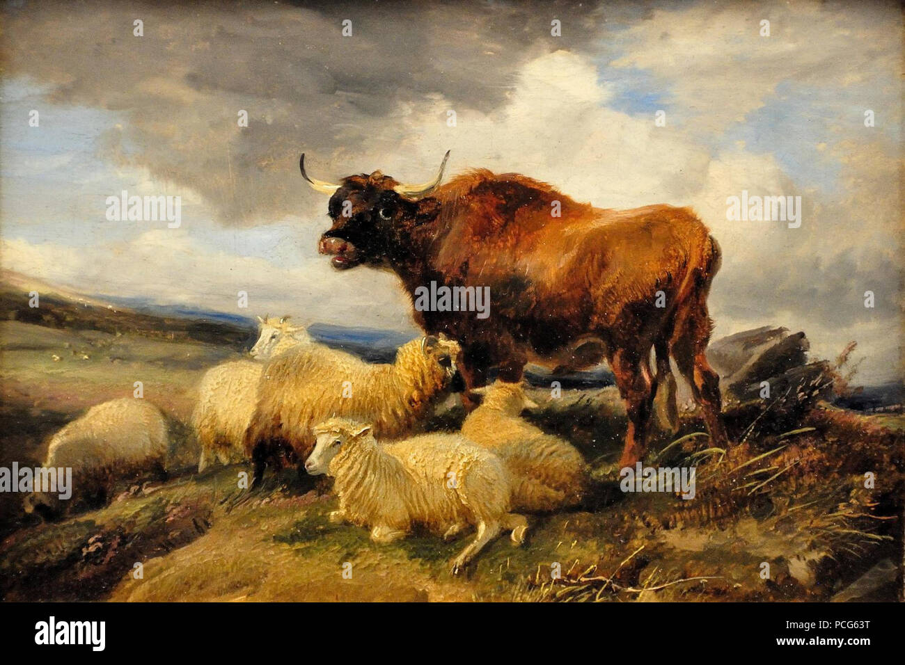 Bull sheep hi-res stock photography and images - Alamy