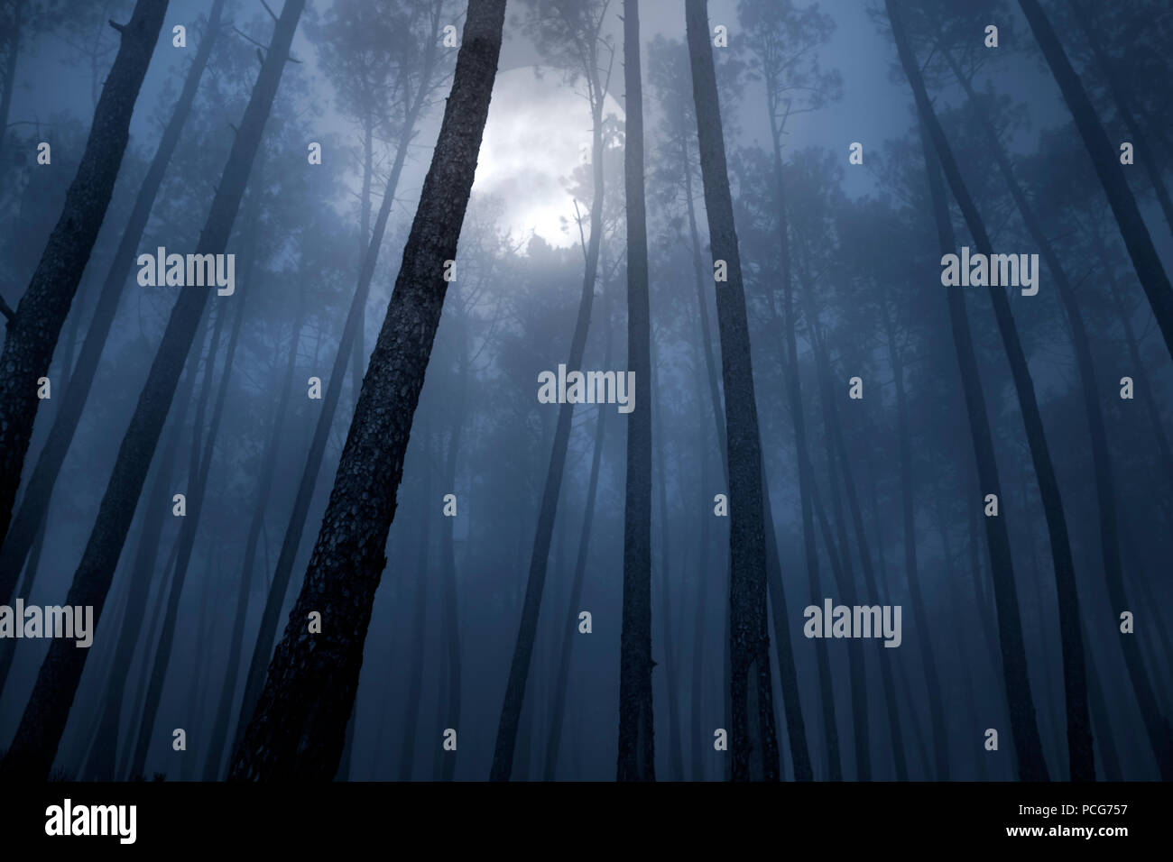 Foggy forest in a full moon night Stock Photo - Alamy