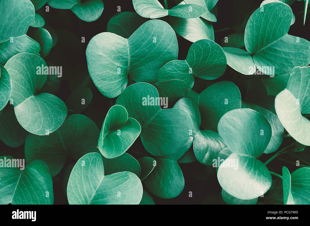 Background of saturated green leaves. Close up growing plant - pohuehue ...