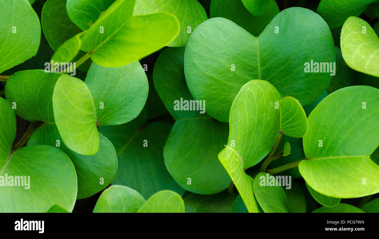Background of bright green leaves, growing plant pohuehue beach runners ...
