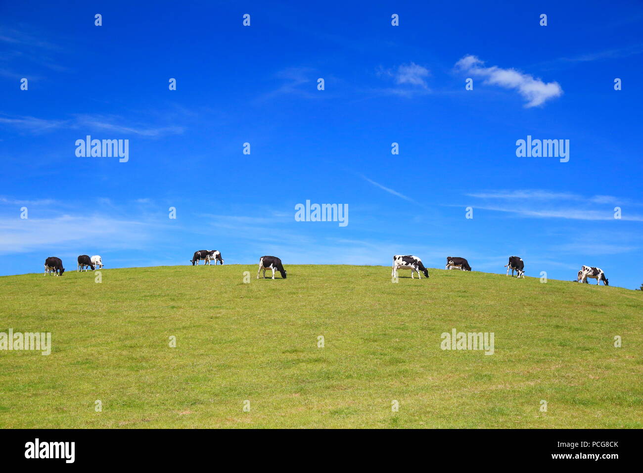 Group of holstein cows hi-res stock photography and images - Alamy