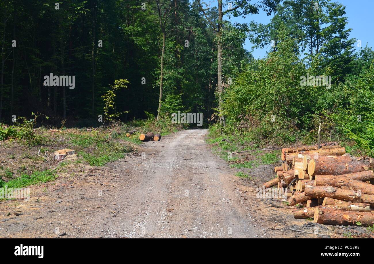 Fallen trees logs road hi-res stock photography and images - Alamy