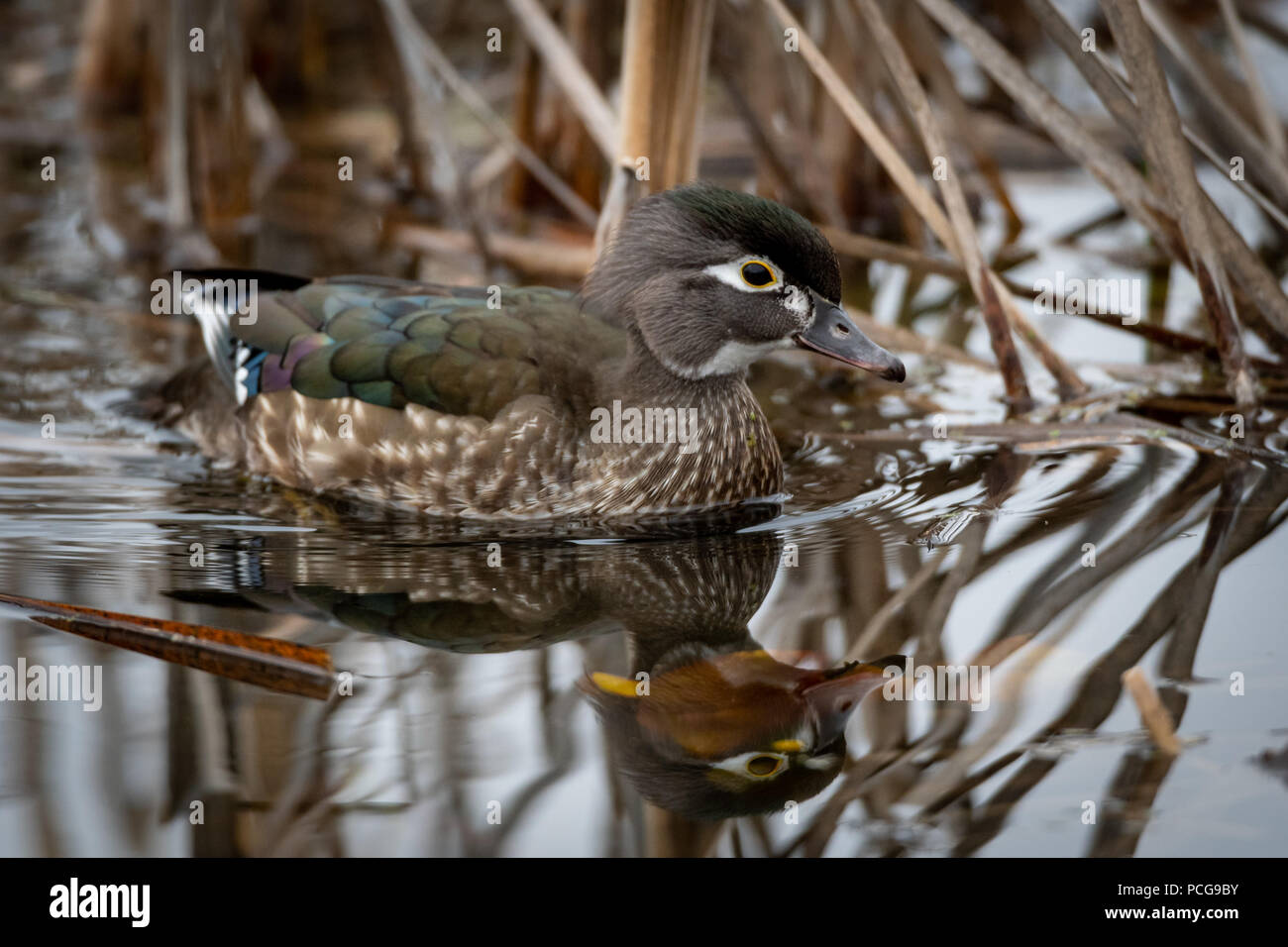 Female wood duck (Aix sponsa) reflected in the water as it swims past ...