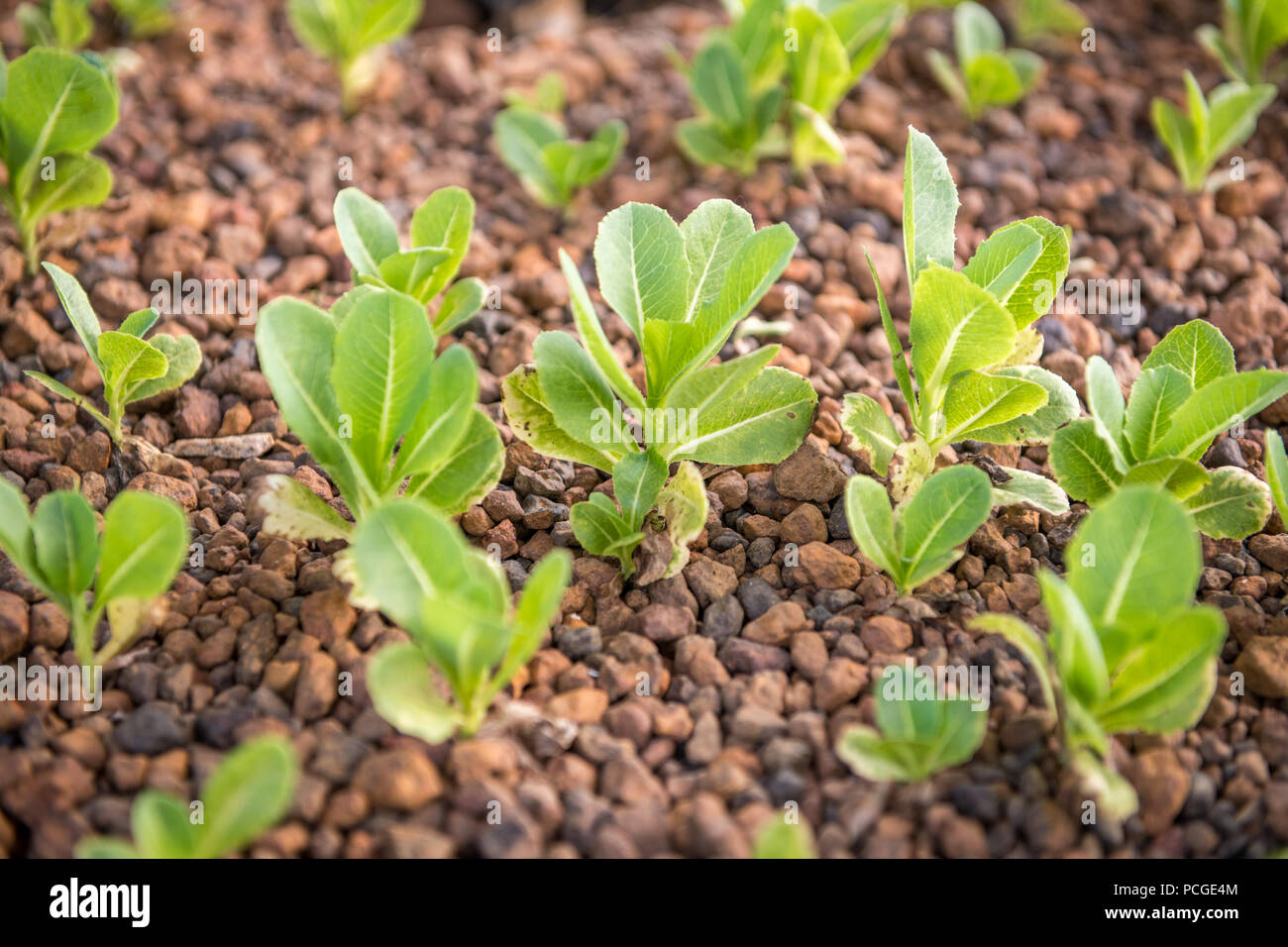 Plants just beginning to grow fill the frame in Ganta, Liberia Stock ...
