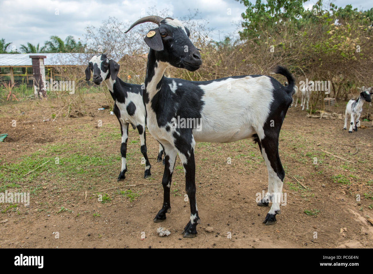 Spotted goats hi-res stock photography and images - Alamy