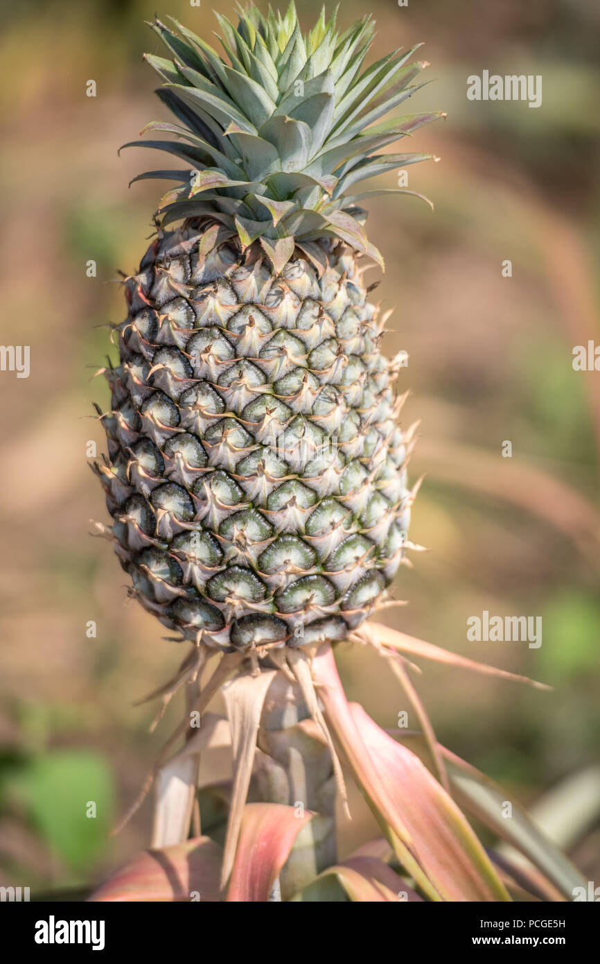 Pineapple stalk hi-res stock photography and images - Alamy
