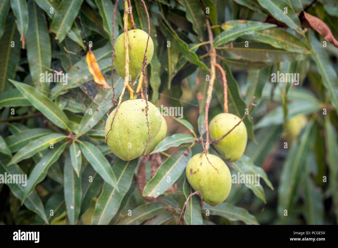 Mango's (mangifera indica) grow inPears hang offGanta, Liberia Stock ...