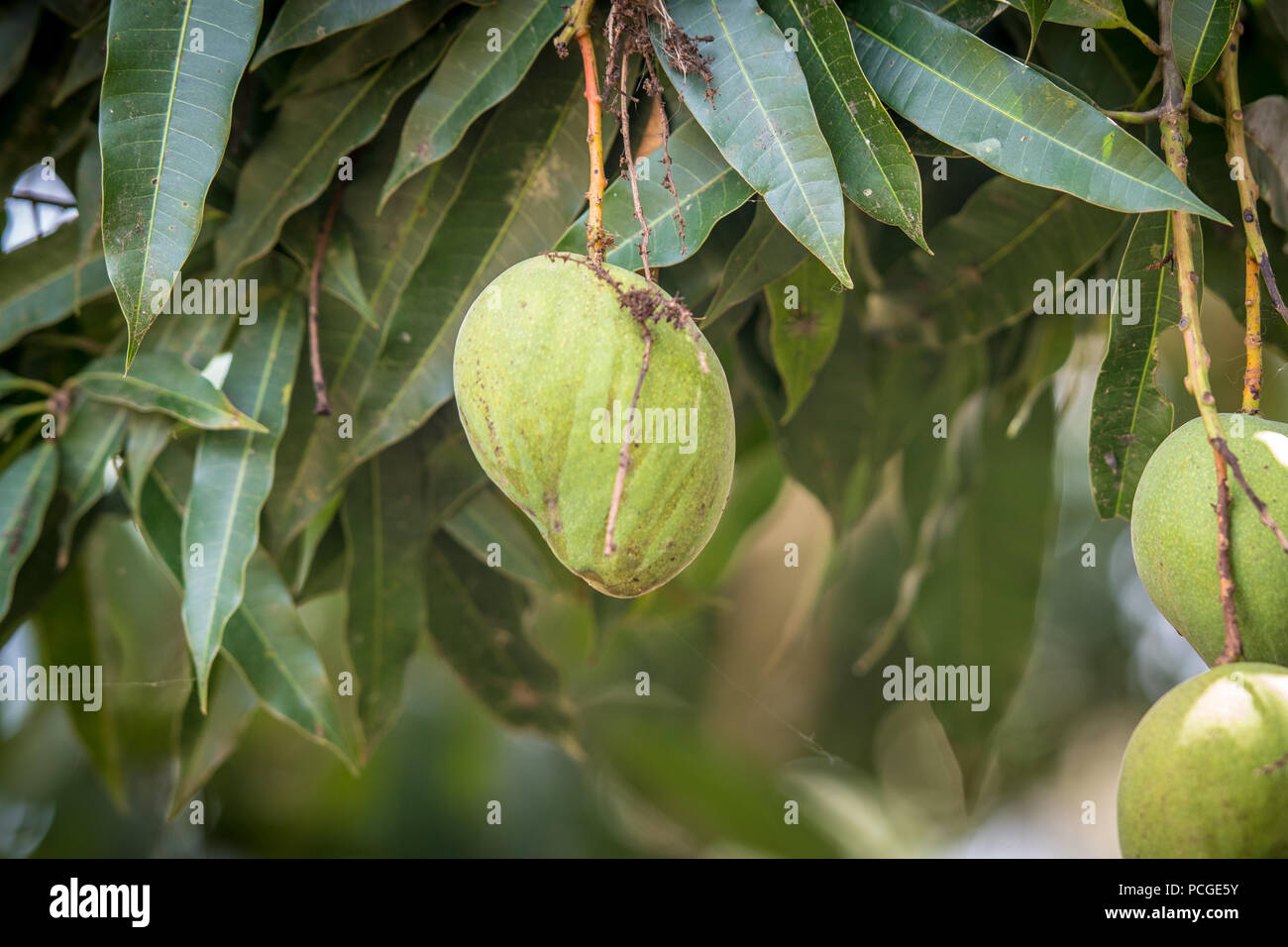 Mango's (mangifera indica) grow inGanta, Liberia Stock Photo - Alamy