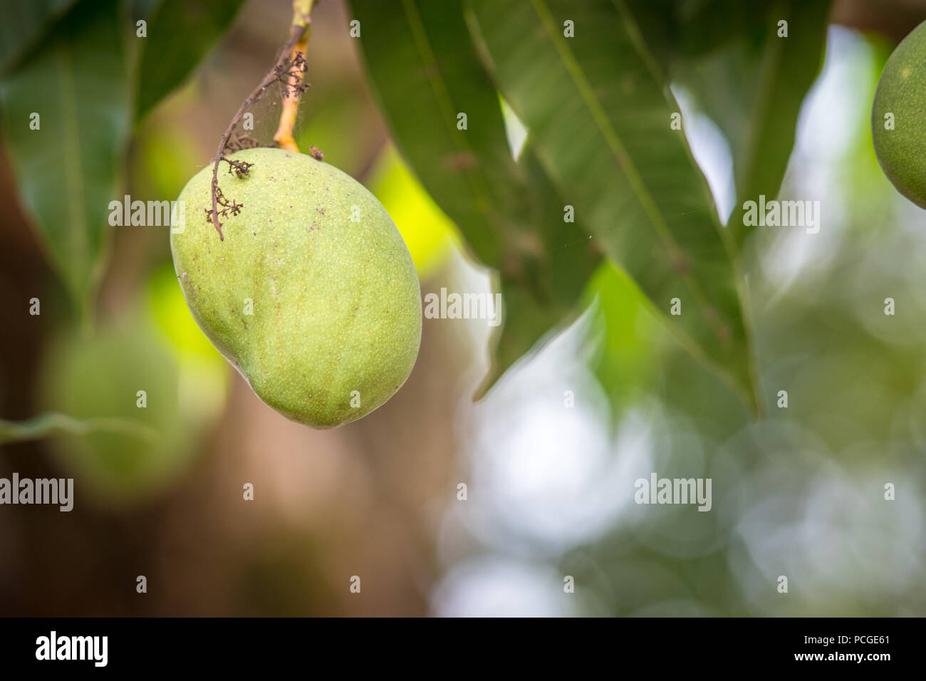 Mango's (mangifera indica) grow inGanta, Liberia Stock Photo - Alamy