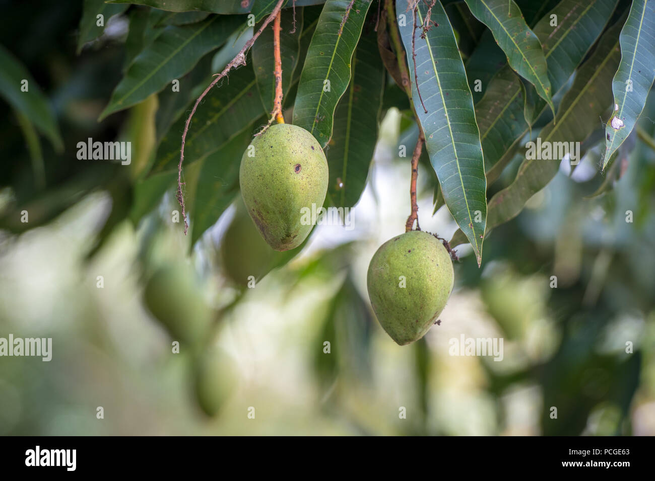 Mango's (mangifera indica) grow inGanta, Liberia Stock Photo - Alamy