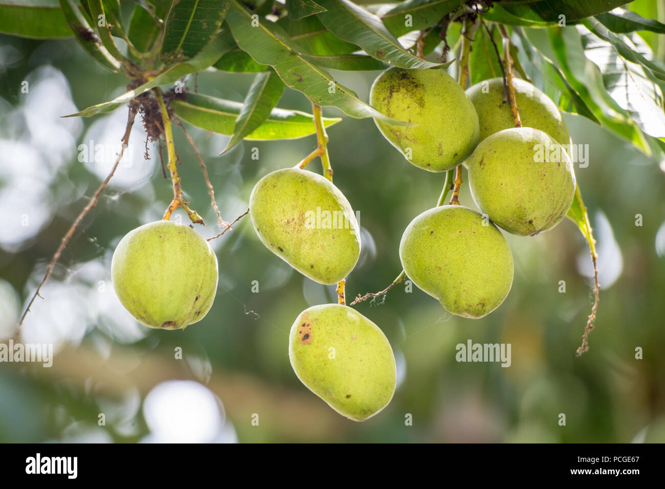 Mango's (mangifera indica) grow inGanta, Liberia Stock Photo - Alamy