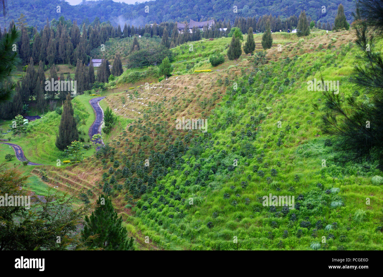 Taman Simalem Park, North Sumatera, Indonesia Stock Photo - Alamy