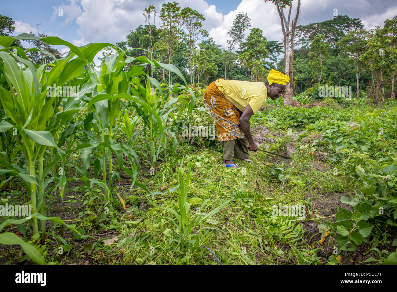 A woman uses a machete to work on a farm produce in Ganta, Liberia ...