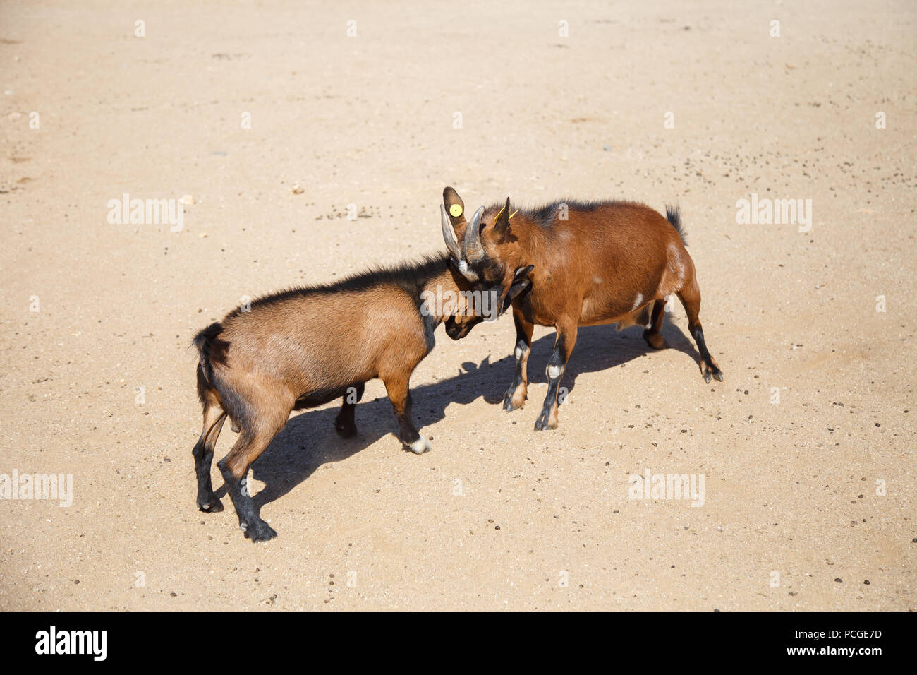 Two goats goat fight fighting hi-res stock photography and images - Alamy