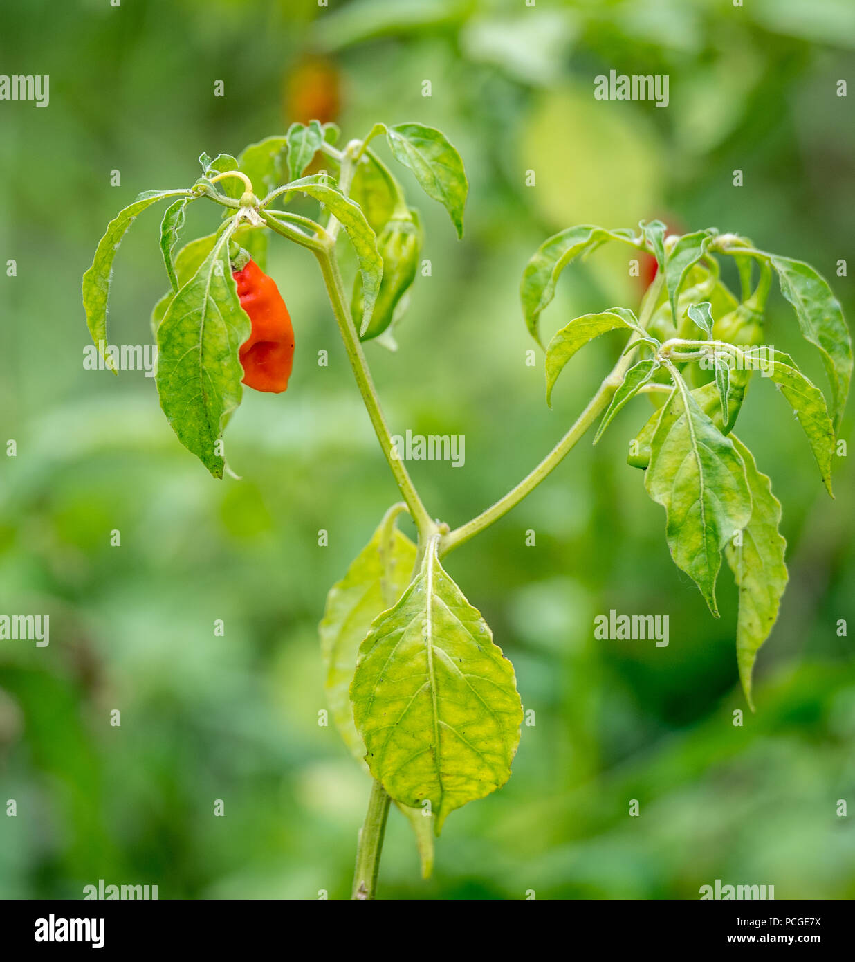 Peppers (Capsicum) grows on a vine in Ganta, Liberia Stock Photo - Alamy