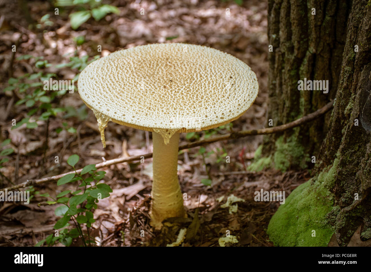 A large toadstool grows at the base of a tree Stock Photo - Alamy