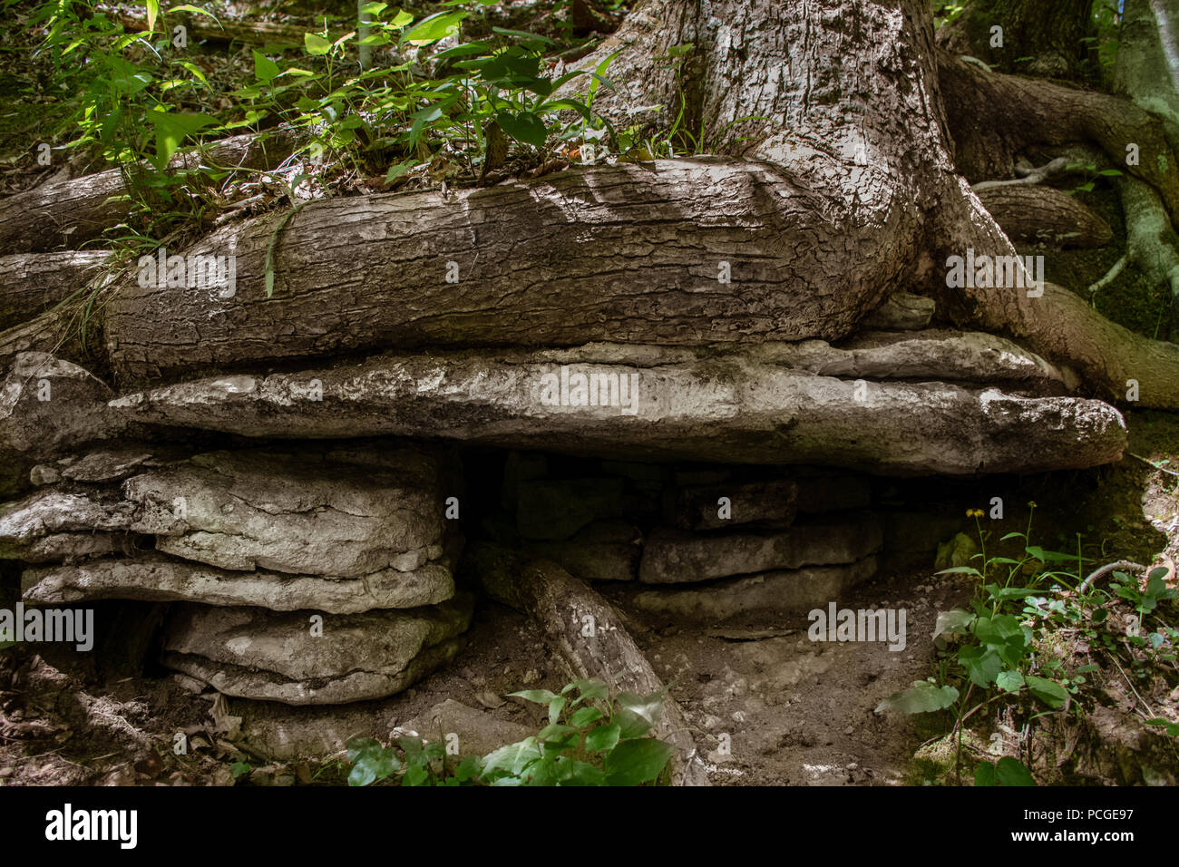 Root stones hi-res stock photography and images - Alamy