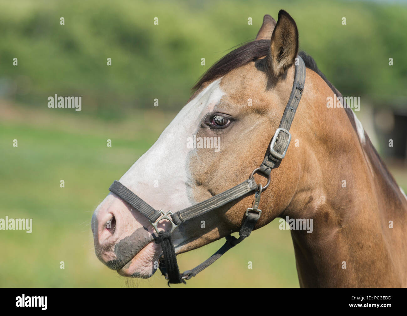 Attached stables hi-res stock photography and images - Alamy