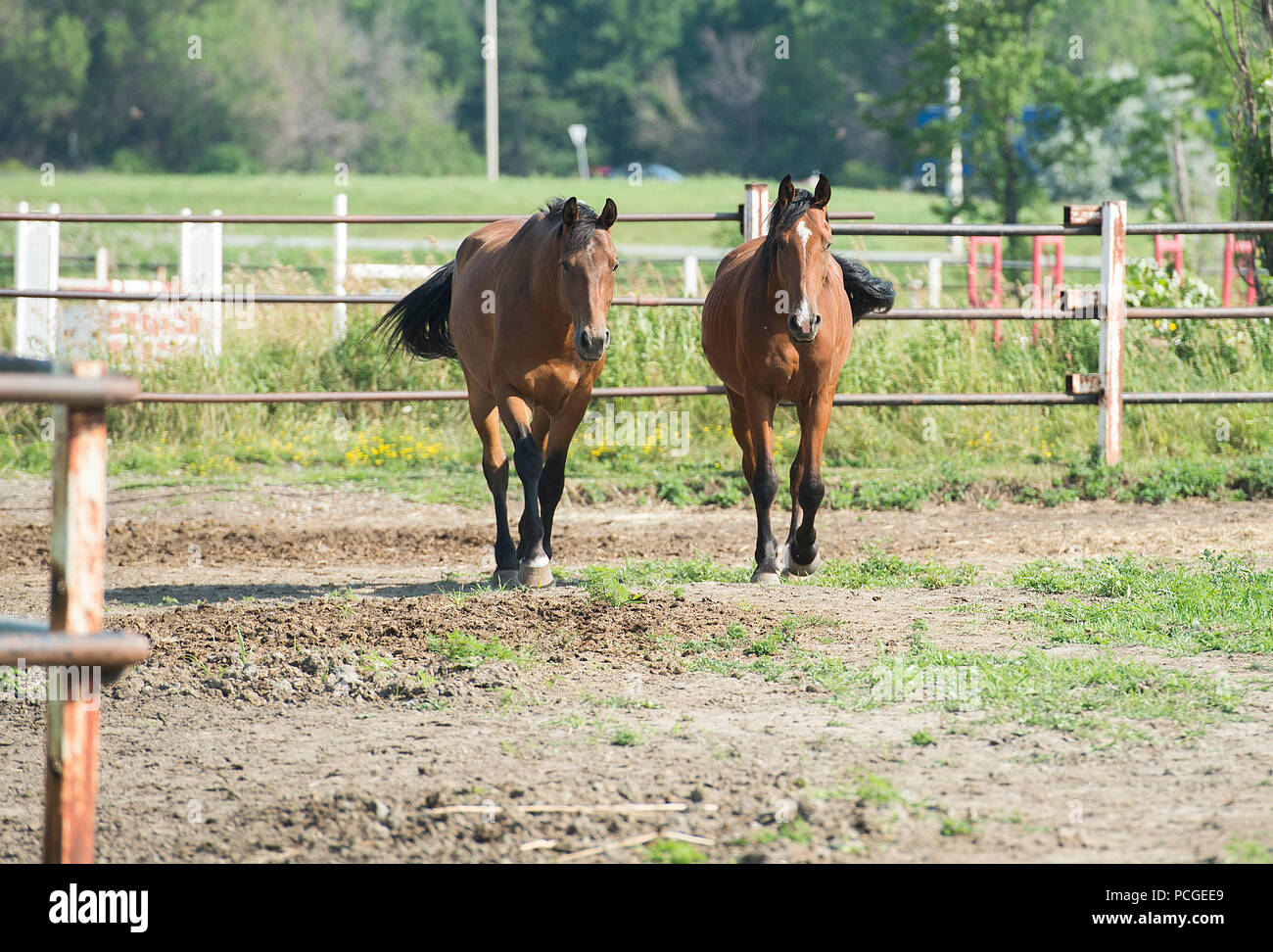 Horses are shown outdoors in an enclosed paddock at a stable Stock ...