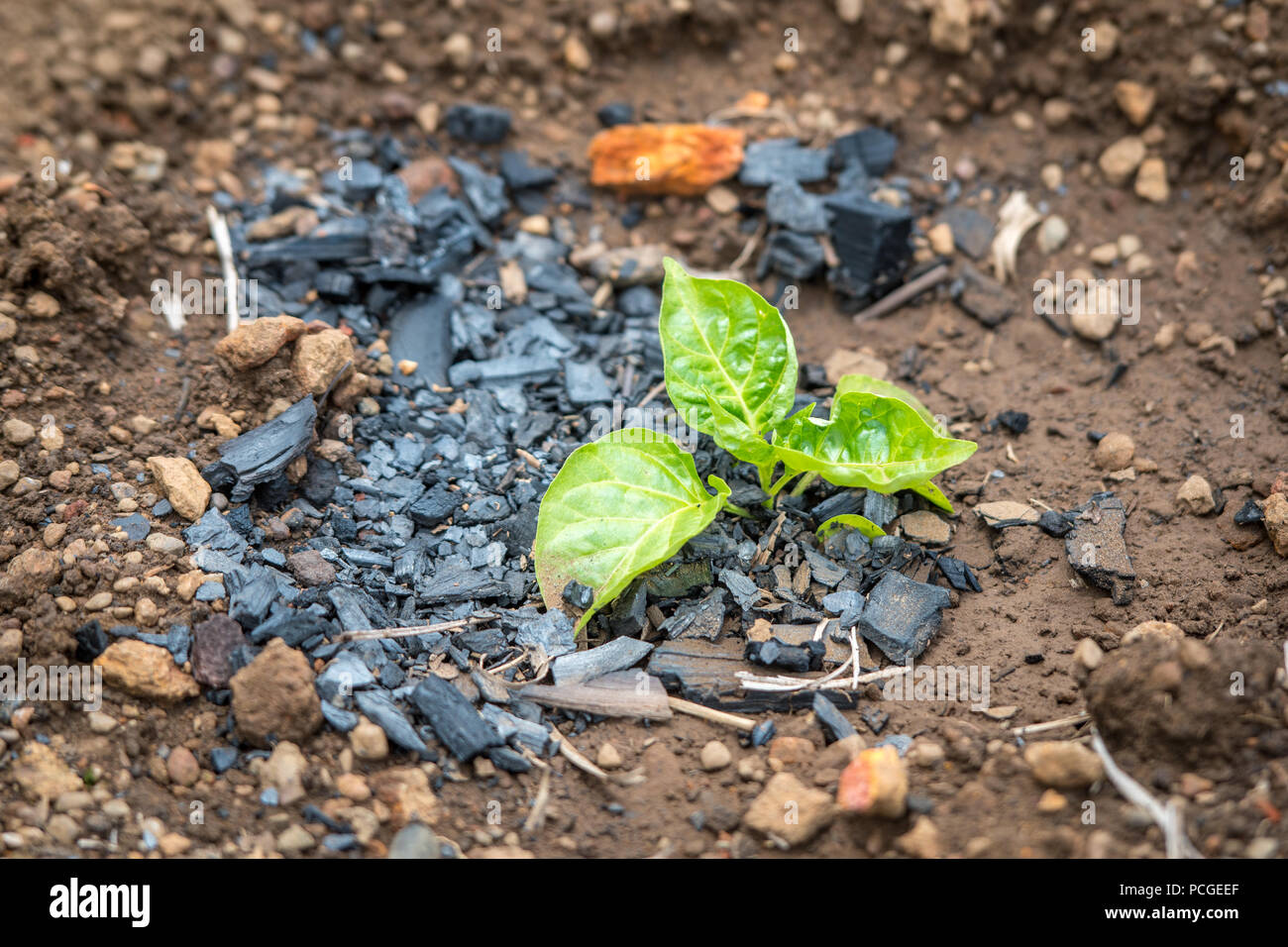 A small pepper plant in the early stages of growth in Ganta, Liberia ...