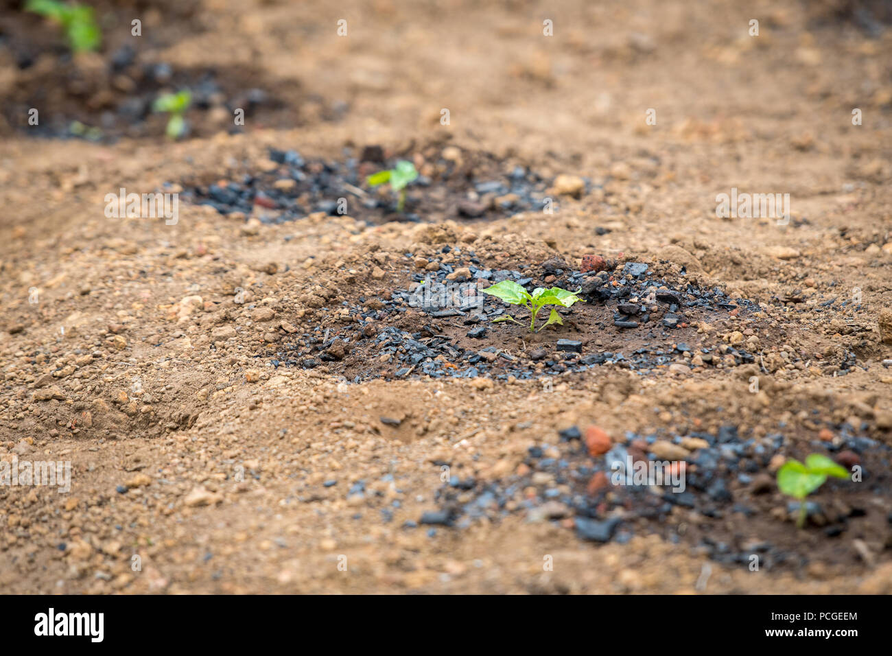 A small pepper plant in the early stages of growth in Ganta, Liberia ...