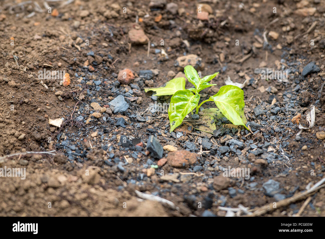 A small pepper plant in the early stages of growth in Ganta, Liberia ...