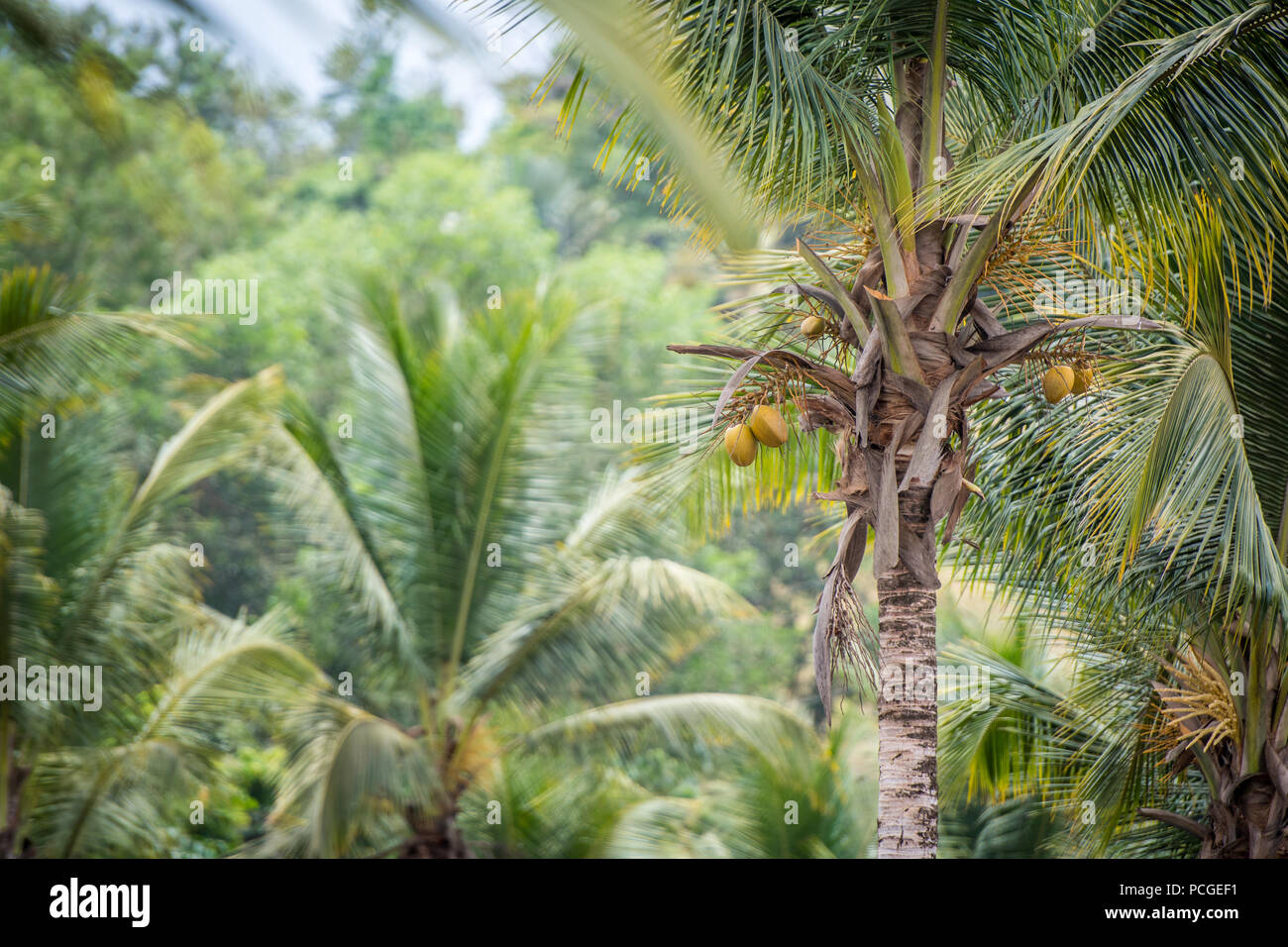A Coconut tree (Cocos nucifera) grows on a farm in Ganta, Liberia Stock ...