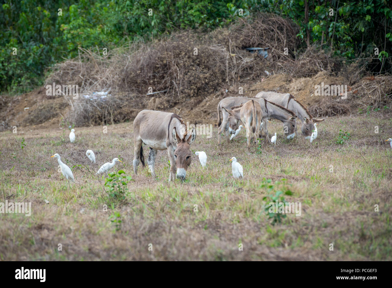 A donkey (Equus asinus) grazes on a farm in Ganta, Liberia Stock Photo ...