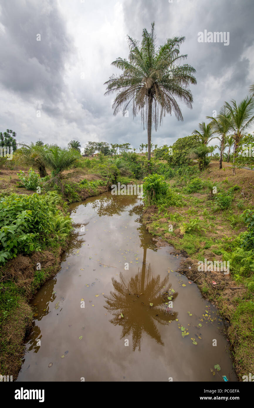 A Coconut tree (Cocos nucifera) towers into the sky in Ganta, Liberia ...