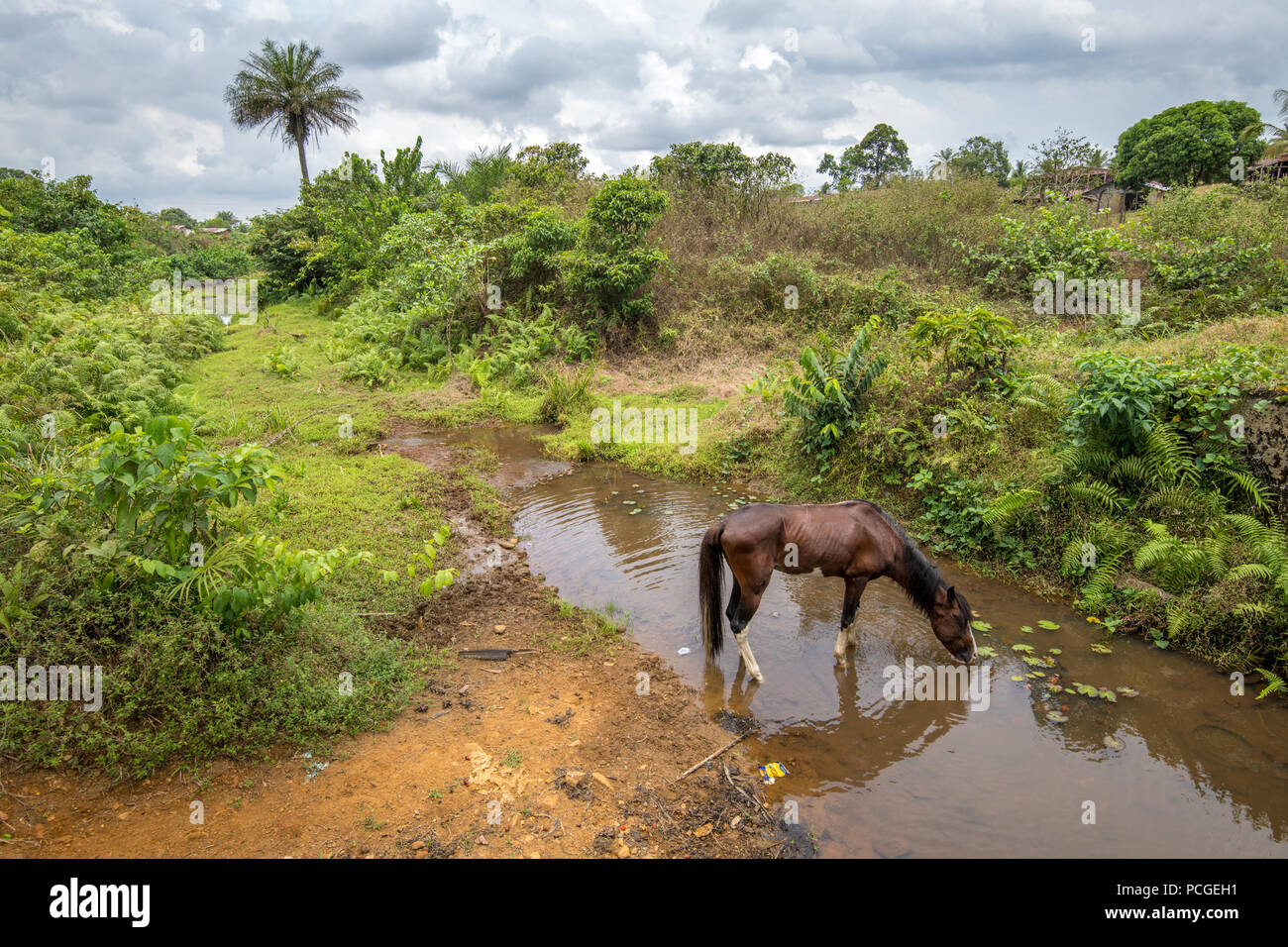 A small horse(Equus caballus) drinks water on a farm in Ganta, Liberia ...