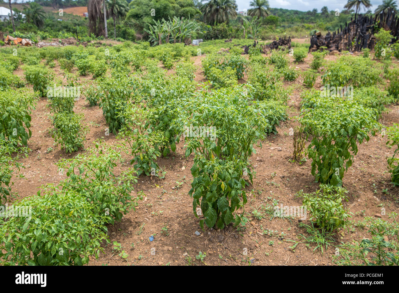 Small Cashew fruit trees (Anacardium occidentale) in the early stages ...
