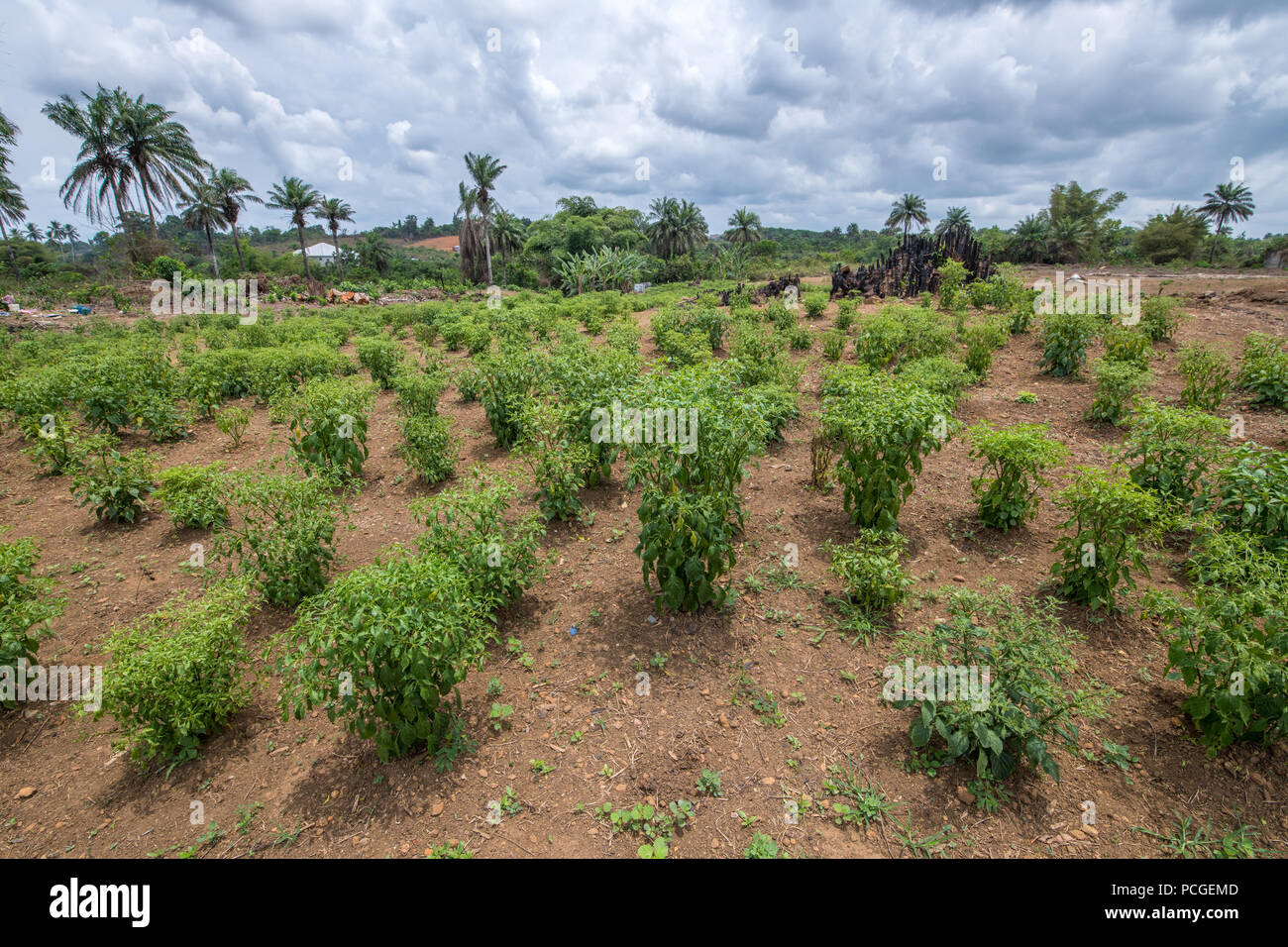 Small Cashew fruit trees (Anacardium occidentale) in the early stages ...