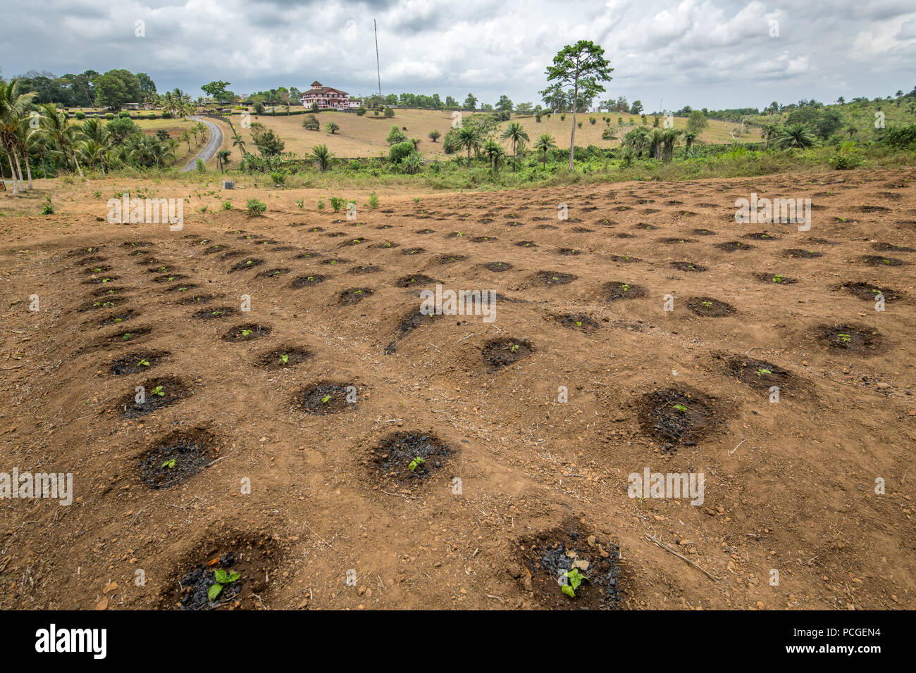 Rows of small pepper plants in the early stages of growth in Ganta ...
