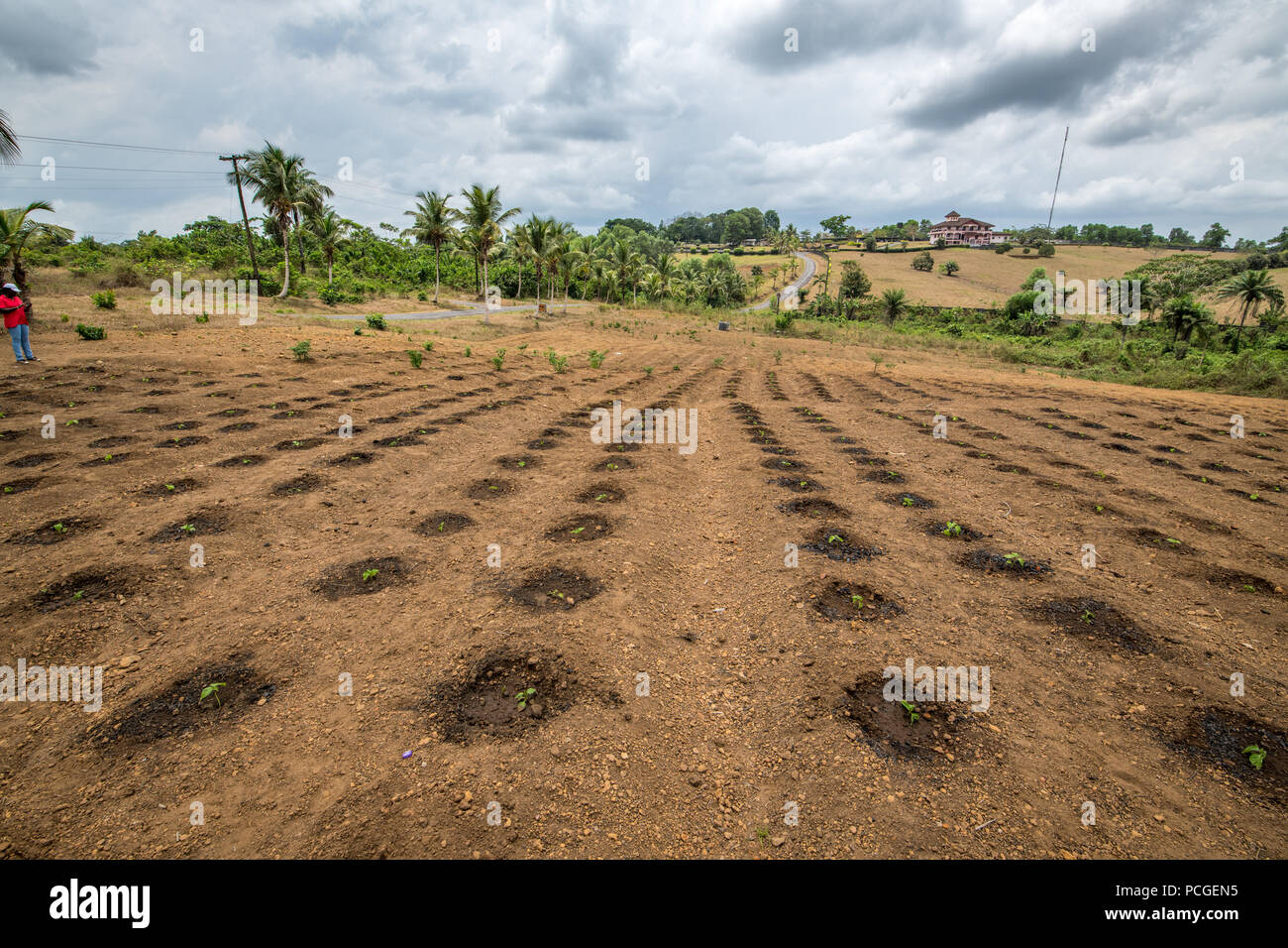 Rows of small pepper plants in the early stages of growth in Ganta ...