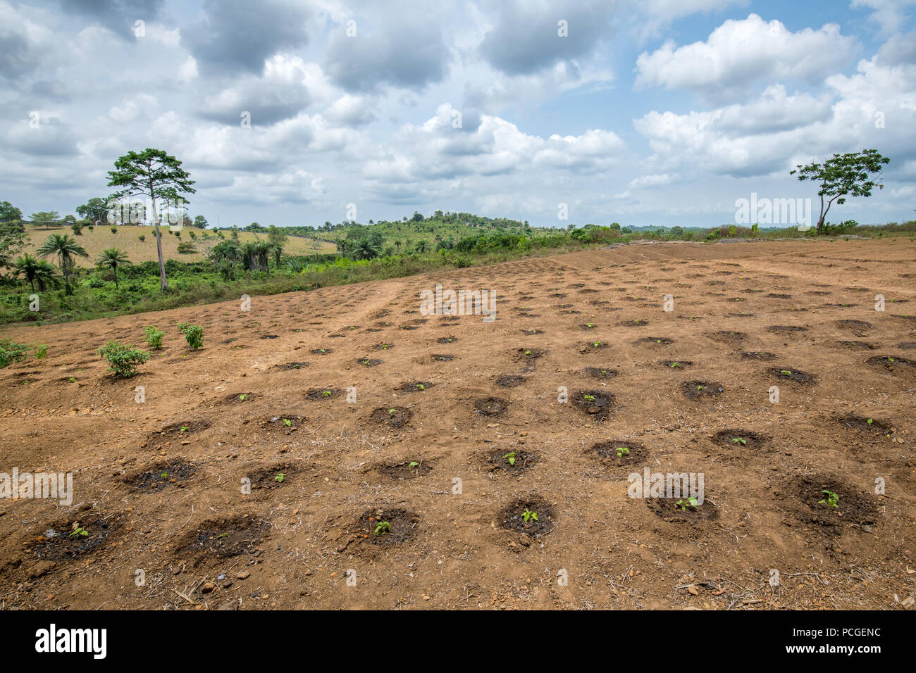Rows of small pepper plants in the early stages of growth in Ganta ...