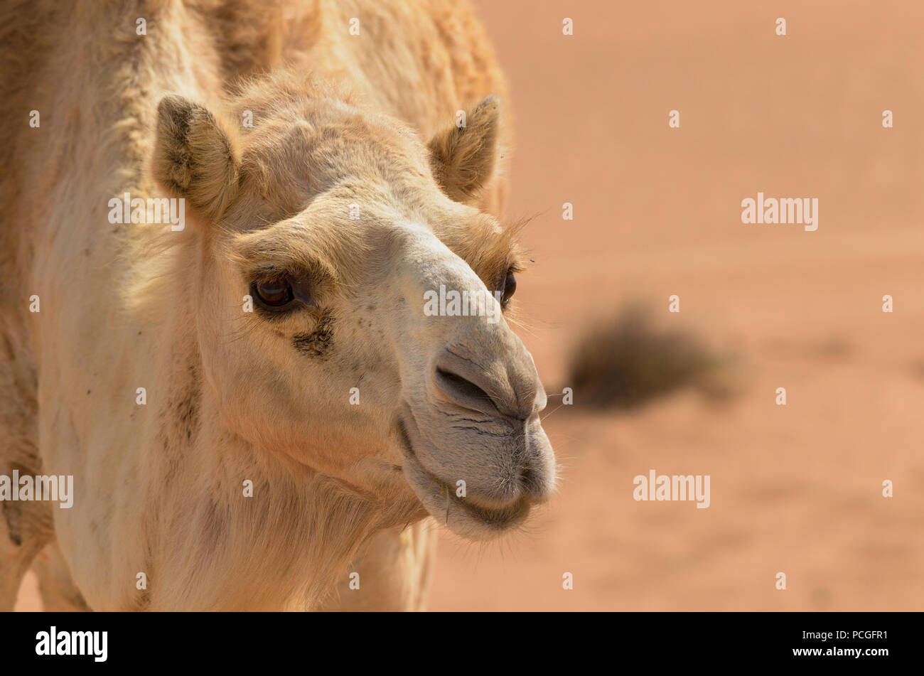 Camel walking towards the camera. Camels are curious if they see people ...